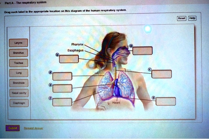Part A - The respiratory system Drag each label to the appropriate location on this diagram of ...