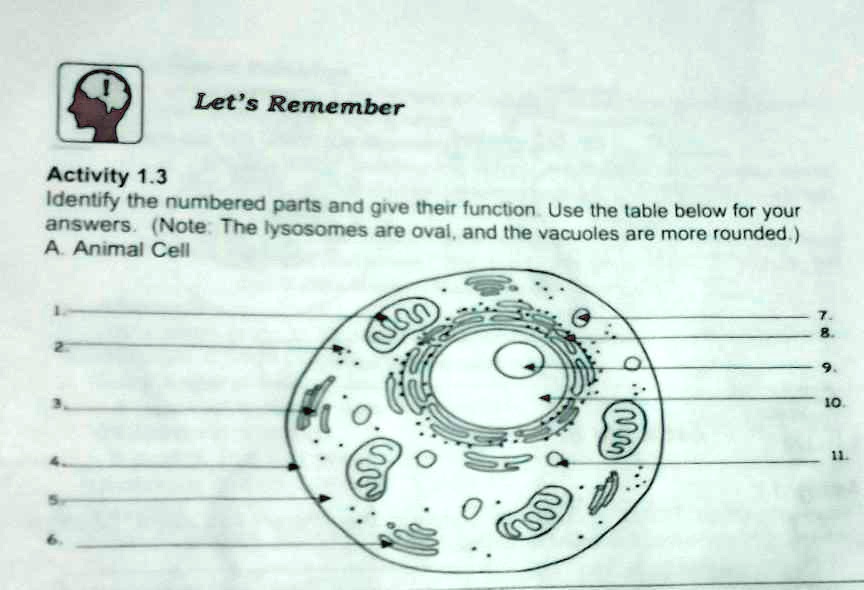 SOLVED: Identify the numbered parts and give their function. Use the ...