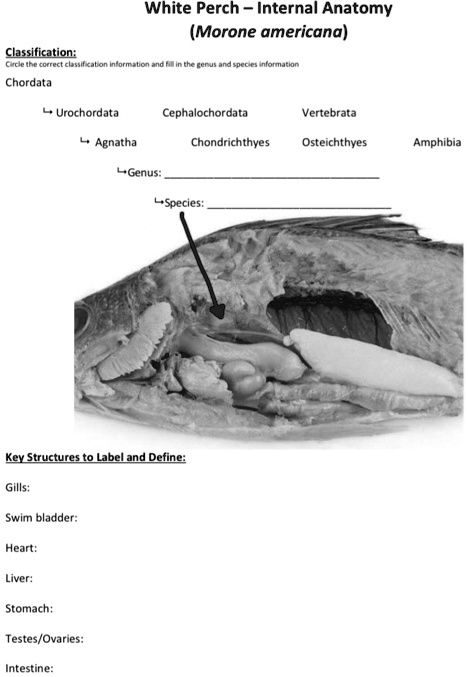 white perch internal anatomy morone americana classification cucotre ...