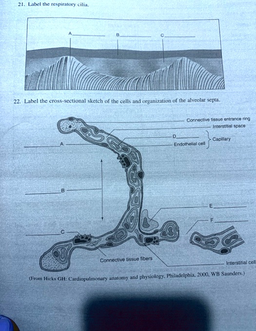 SOLVED: 21. Label the respiratory cilia. 22. Label the cross-sectional ...
