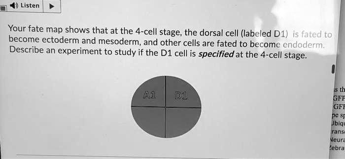 SOLVED: Your fate map shows that at the 4-cell stage, the dorsal cell ...