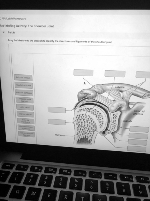 SOLVED: API Lab 9Homework Art-labeling Activity:The Shoulder Joint ...