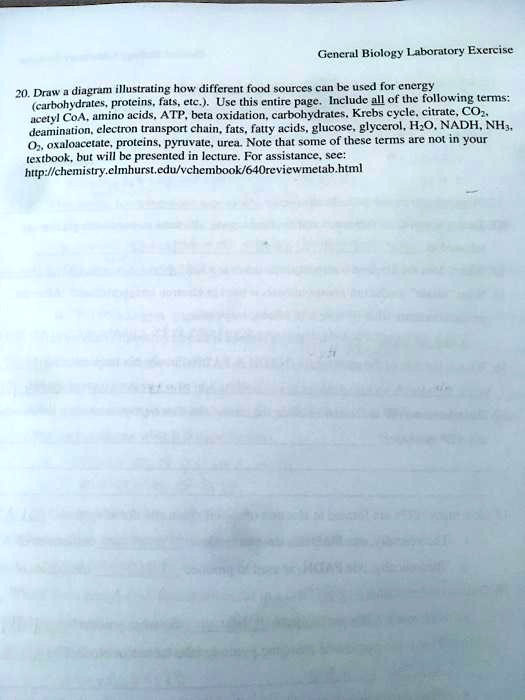 SOLVED: General Biology Laboratory Exercise 20. Draw a diagram ...