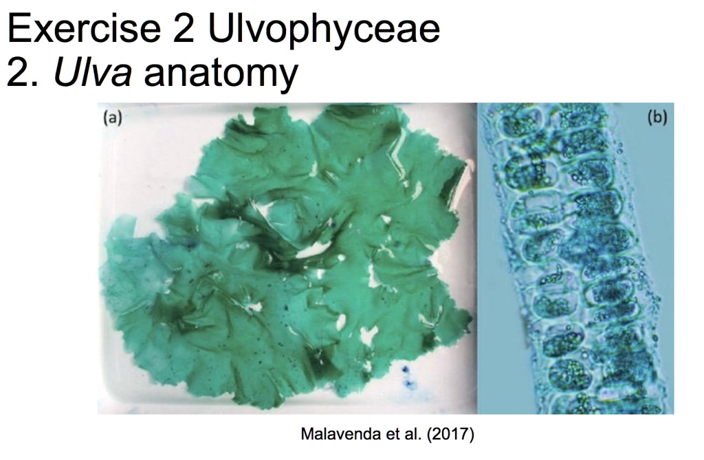 SOLVED: Exercise 2 Ulvophyceae 2. Ulva anatomy (a) (b) Malavenda et al ...