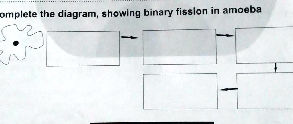 complete the diagram, showing binary fission in amoeba