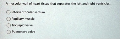 a muscular wall of heart tissue that separates the left and right ...