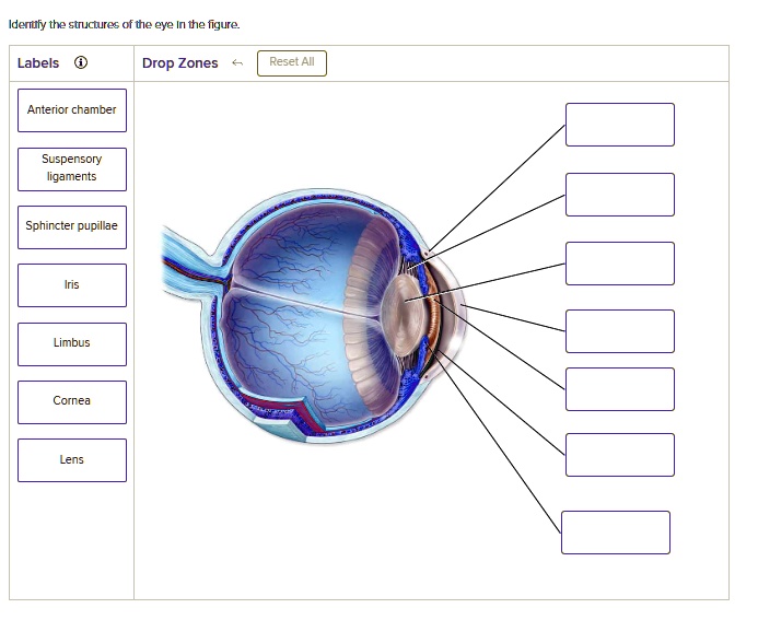 Identify the structures of the eye in the figure. Labels Anterior ...