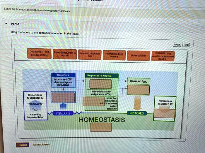 Label the homeostatic responses to respiratory acidosis. Part A Drag ...