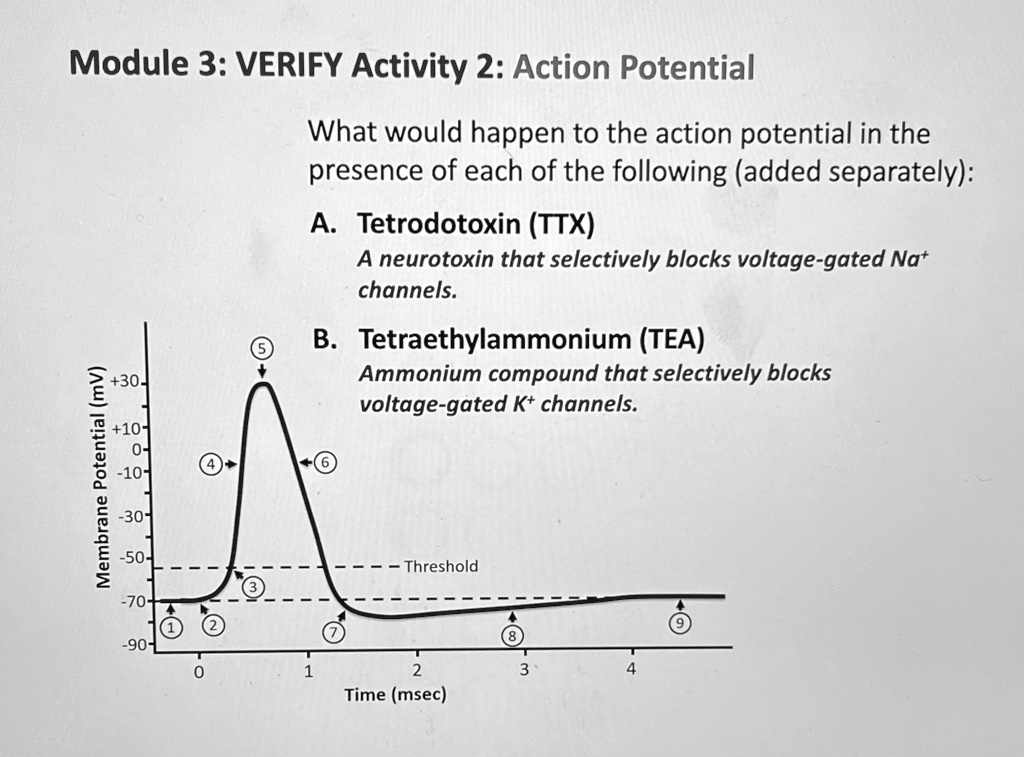 Module 3: VERIFY Activity 2: Action Potential What would happen to the ...