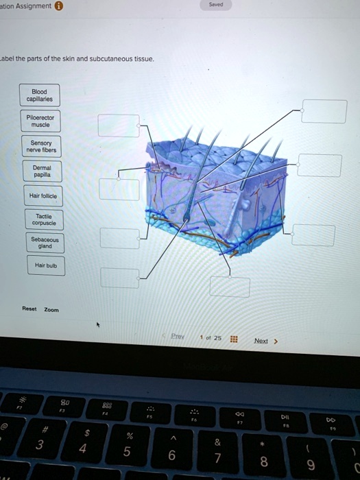 Label the parts of the skin and subcutaneous tissue. - Blood ...