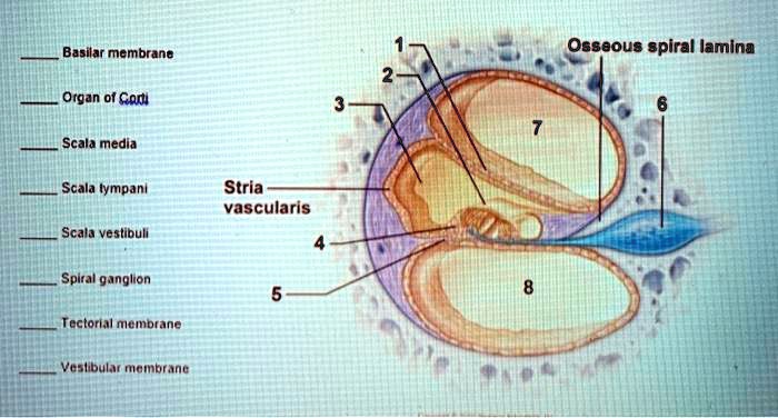 SOLVED: Basilar membrane Osseous spiral lamina Scala media Scala tympani Stria vascularis Scala ...