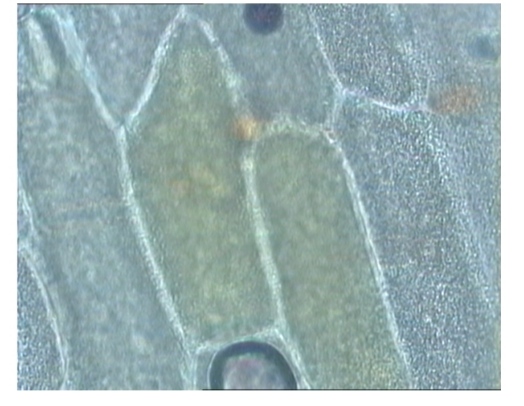 SOLVED: Draw the microscopic characteristics of Ephedra herba powder.