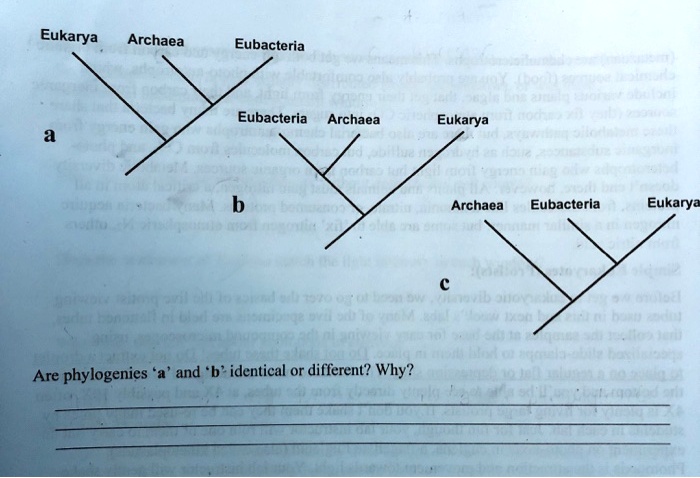 archaea eubacteria eubacteria archaea eukarya archaea eubacteria eukary ...