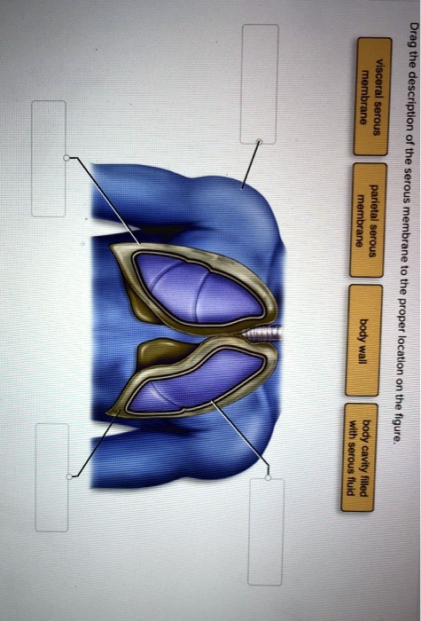 SOLVED: membrane visceral serous membrane parietal serous Drag the ...