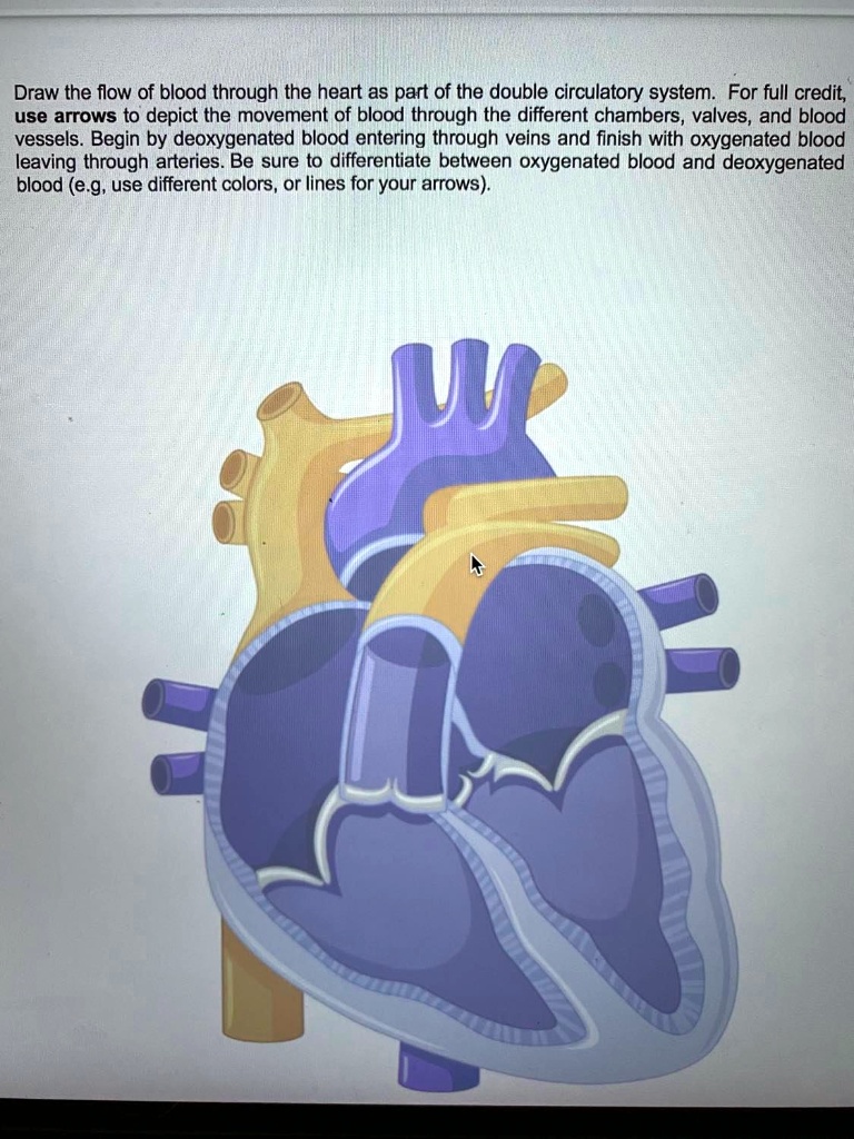 draw the flow of blood through the heart as part of the double ...