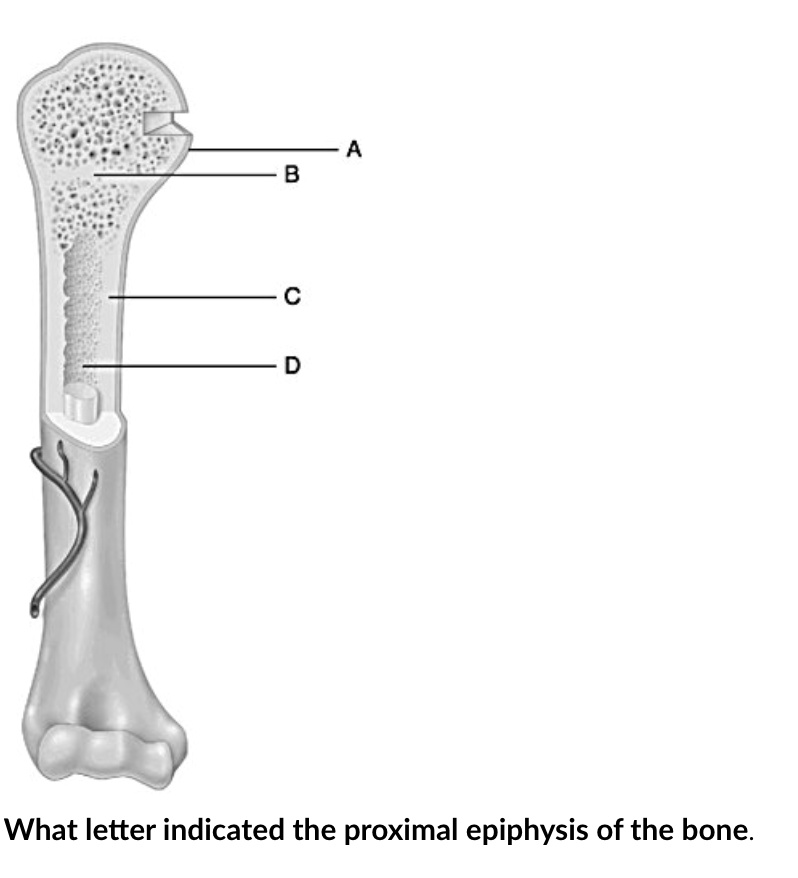 Please label what each letter is point to. Also, identify the proximal ...