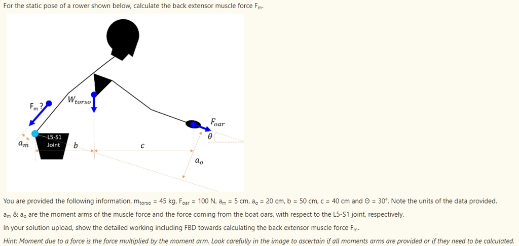 For the static pose of a rower shown below, calculate the back extensor ...