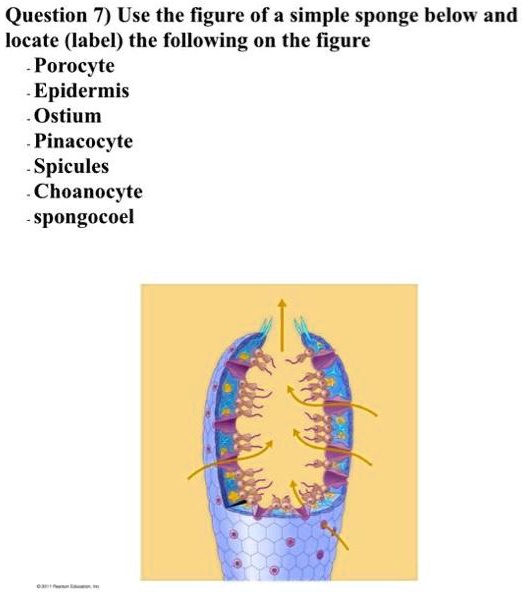 SOLVED:Question 7) Use the figure of a simple sponge below and locate ...