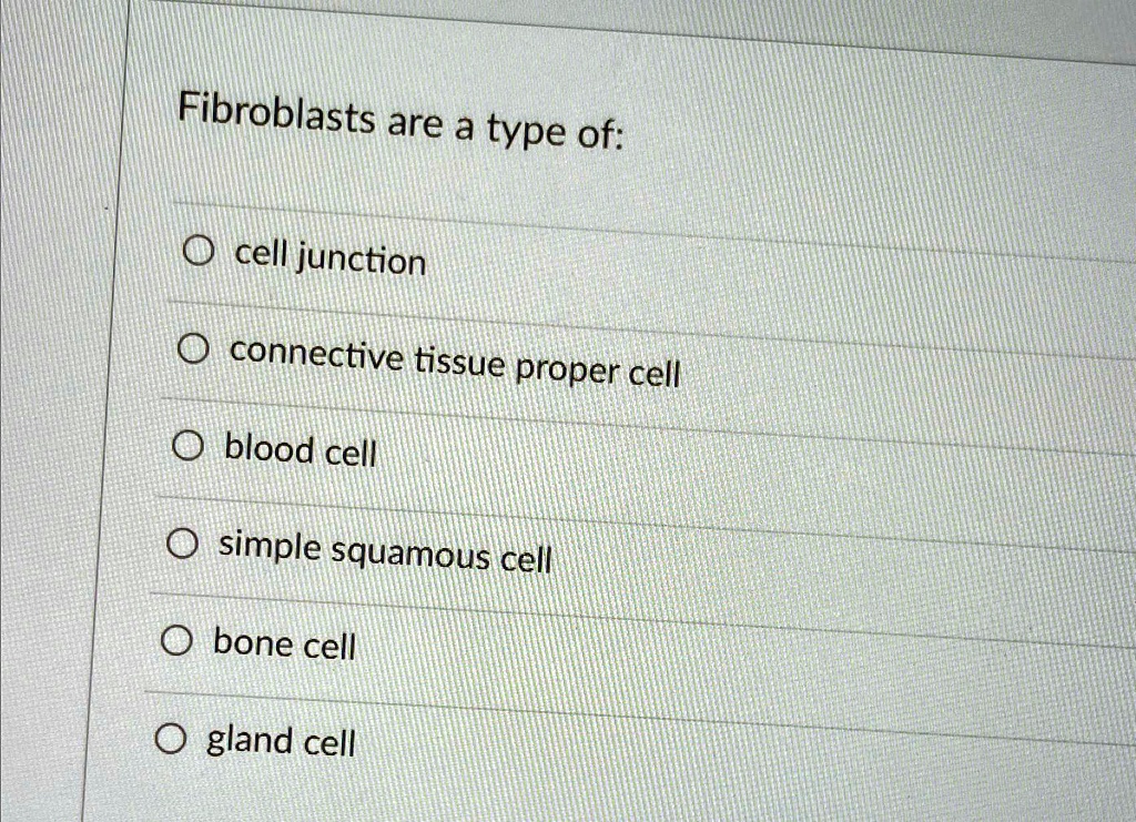 SOLVED: Fibroblasts are a type of: cell junction connective tissue ...