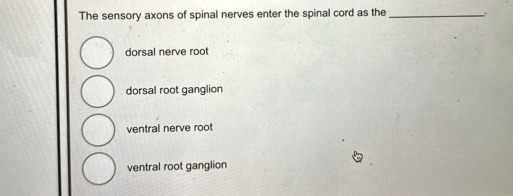 the sensory axons of spinal nerves enter the spinal cord as the dorsal ...