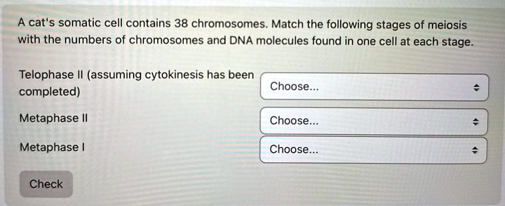 A cat's somatic cell contains 38 chromosomes. Match the following stages of meiosis with the ...