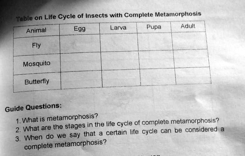 Table on Life Cycle of Insects with Complete Metamorphosis Animal Egg ...