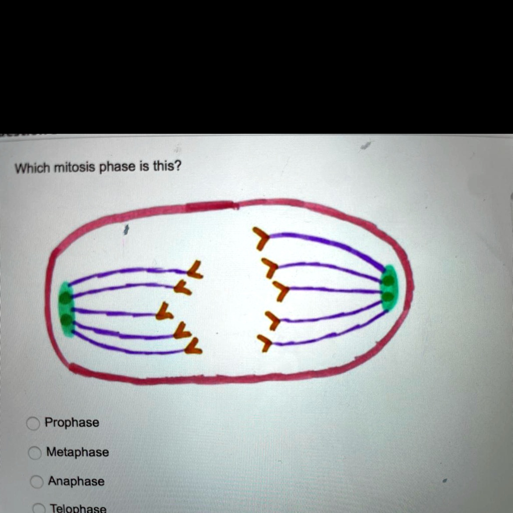 SOLVED: 'Which mitosis phase is this? Prophase Metaphase Anaphase ...