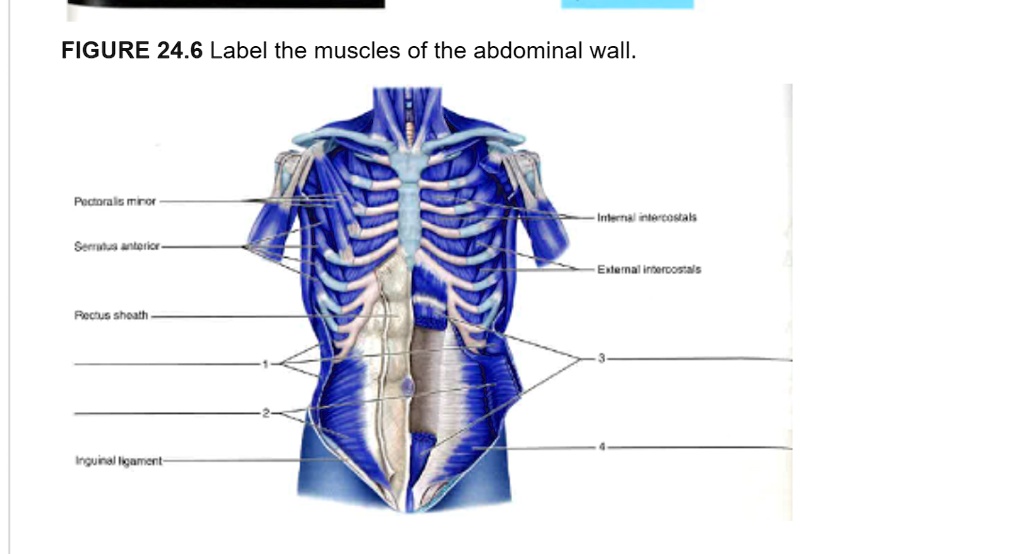 SOLVED: FIGURE 24.6: Label the muscles of the abdominal wall Pectoralis ...