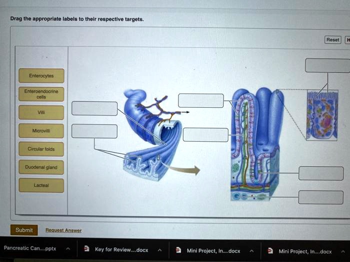 SOLVED: Drag the appropriate labels to their respective targets. Reset ...