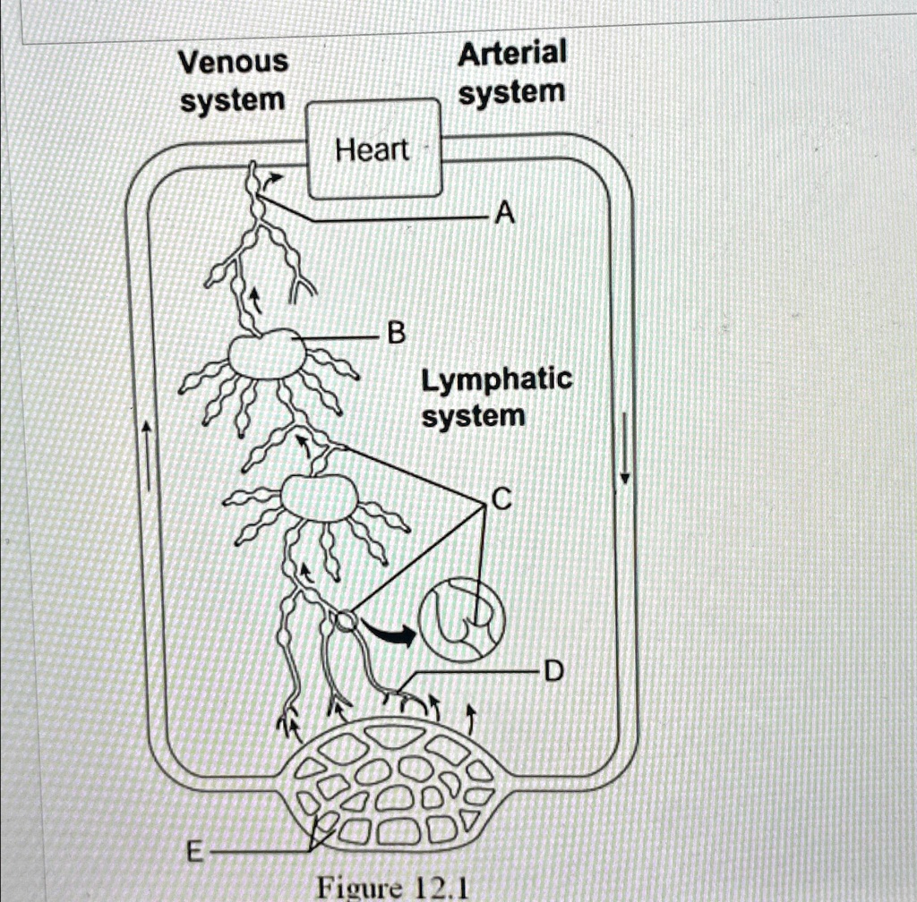 SOLVED: A lymph capillary is indicated by Arterial system Venous system ...