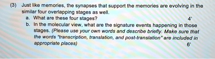 SOLVED: (3) Just like memories, the synapses that support the memories ... SOLVED: (3) Just like memories, the synapses that support the memories ...