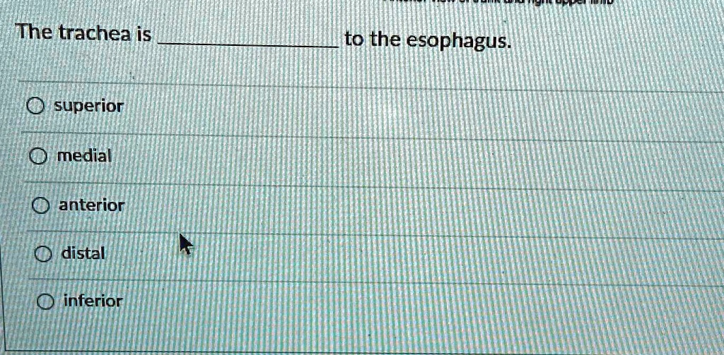 The trachea is to the esophagus. superior medial anterior distal ...