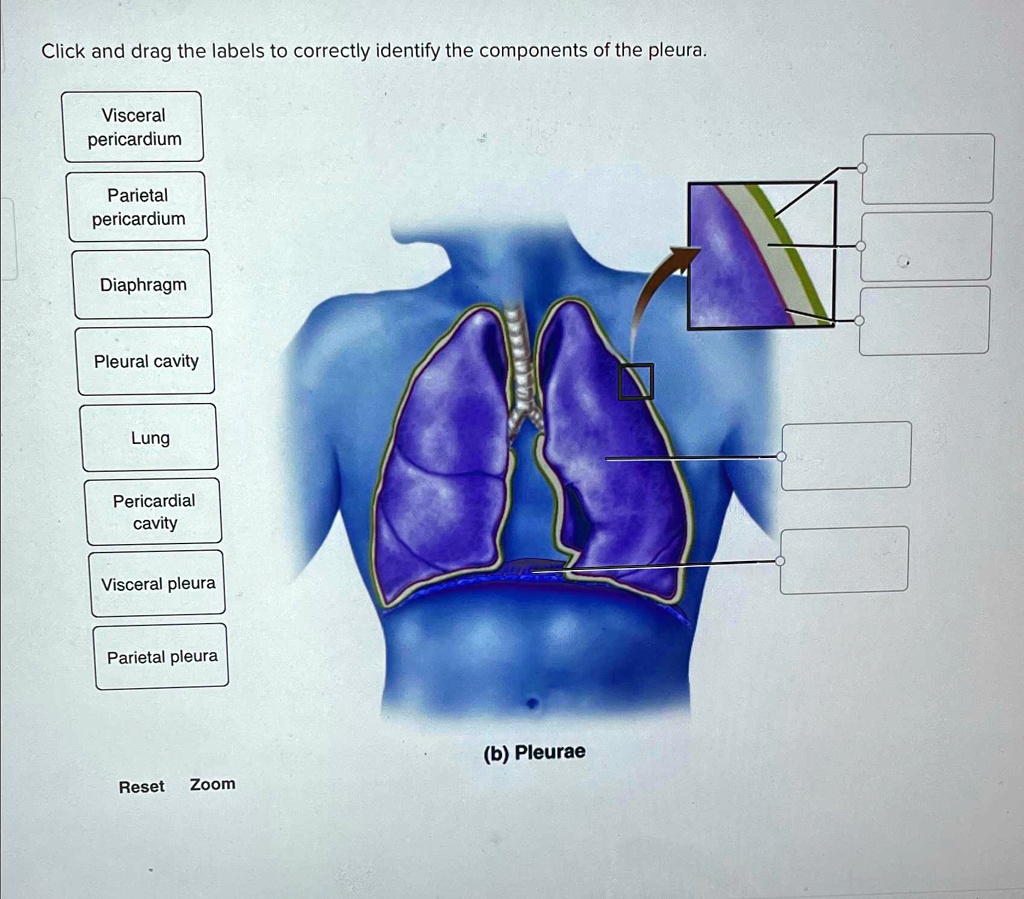 Click and drag the labels to correctly identify the components of the ...