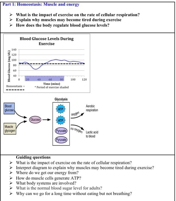 part i homeostasis muscle and energy what is the impact of exercise on ...