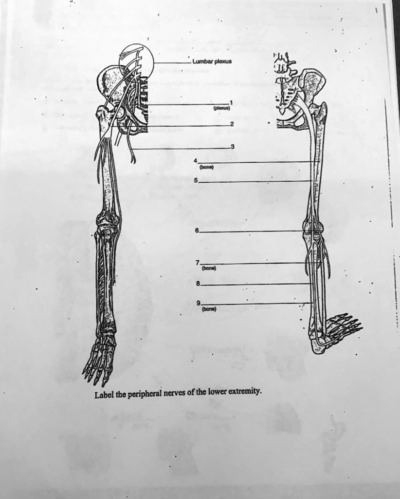 SOLVED: Lumbar plexus (bone) (equation) (bone) Label the peripheral ...