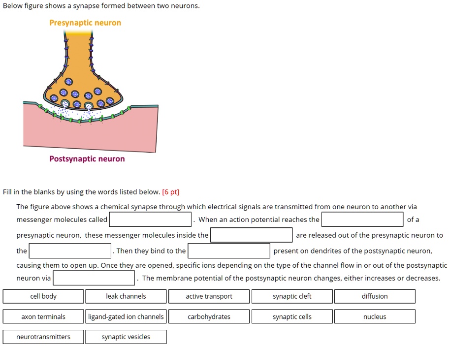 SOLVED: Below figure shows synapse formed between two neurons ... SOLVED: Below figure shows synapse formed between two neurons ...