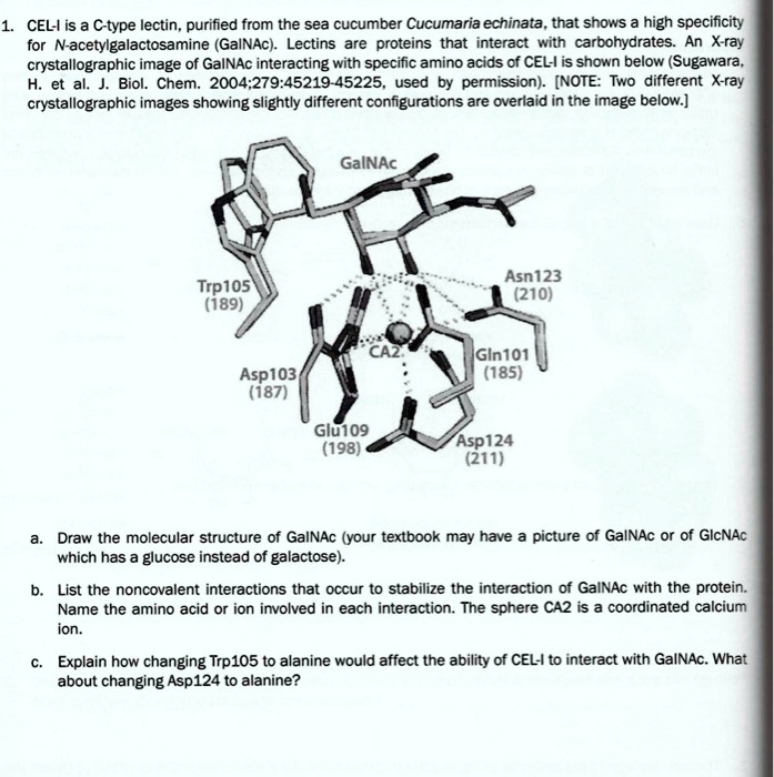 cel i is a c type lectin purified from the sea cucumber cucumaria ...
