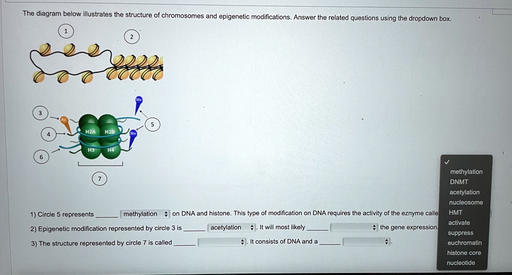 the diagram below illustrates the structure of chromosomes and ...