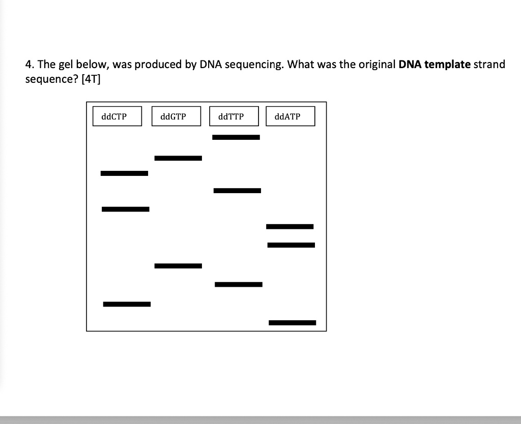 4. The gel below, was produced by DNA sequencing. What was the original ...