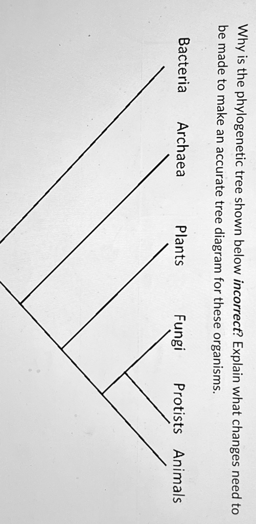 Why is the phylogenetic tree shown below incorrect? Explain what ...