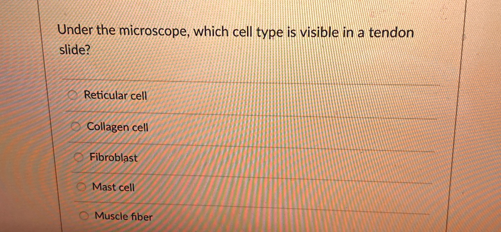 Under the microscope, which cell type is visible in a tendon slide ...