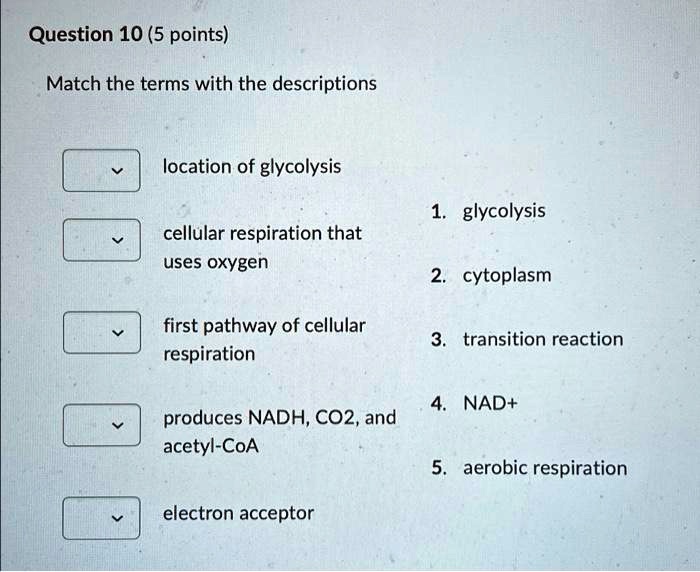 Question 10 (5 points) Match the terms with the descriptions location of glycolysis cellular ...