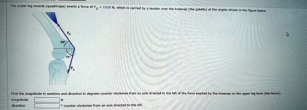 The upper leg muscle (quadriceps) exerts a force of F(Q)=1310N, which ...