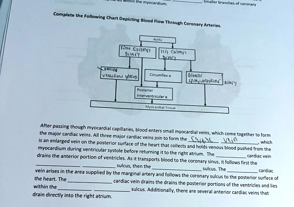 Smaller branches of coronary Within the myocardium. Complete the ...