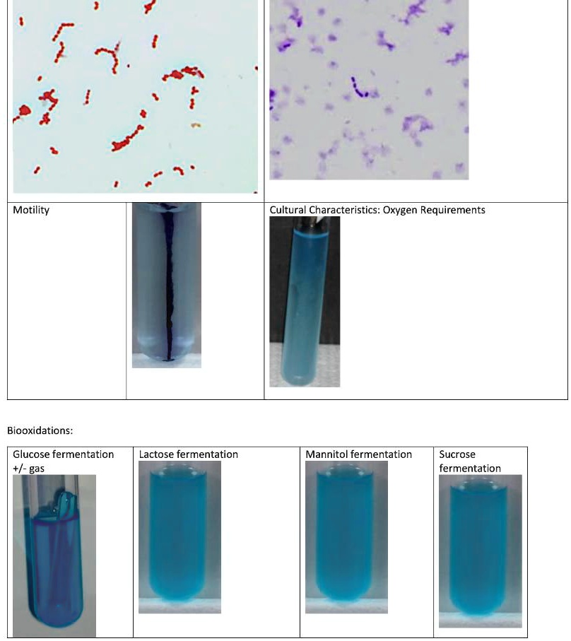 Motility Cultural Characteristics: Oxygen Requirements Biooxidations ...