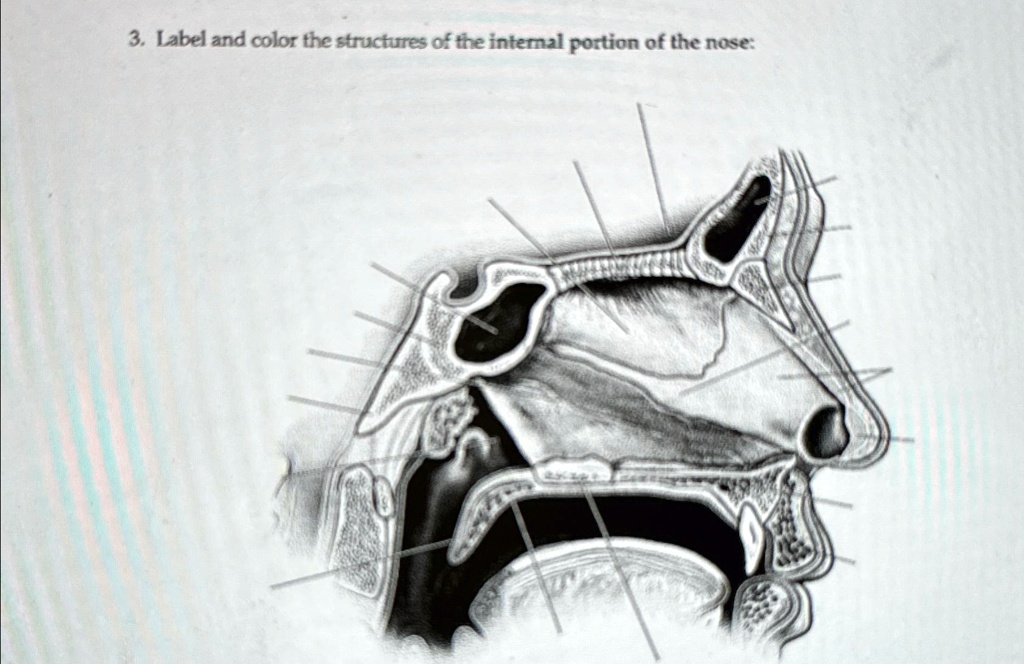 label and color the structures of the internal portion of the nose 3 ...
