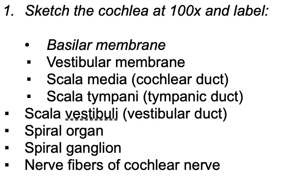 1. Sketch the cochlea at 100x and label: • Basilar membrane ...