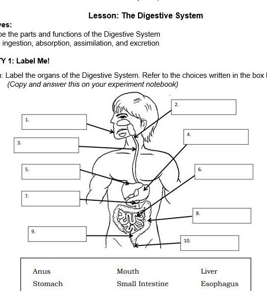 Lesson: The Digestive System es: pe the parts and functions of the ...