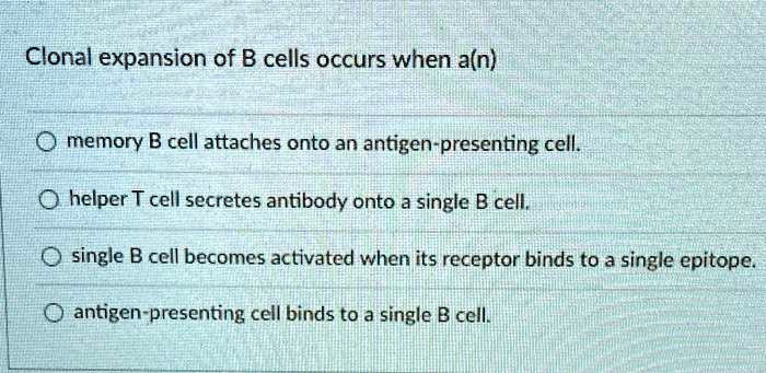 clonal expansion of b cells occurs when an o memory b cell attaches ...