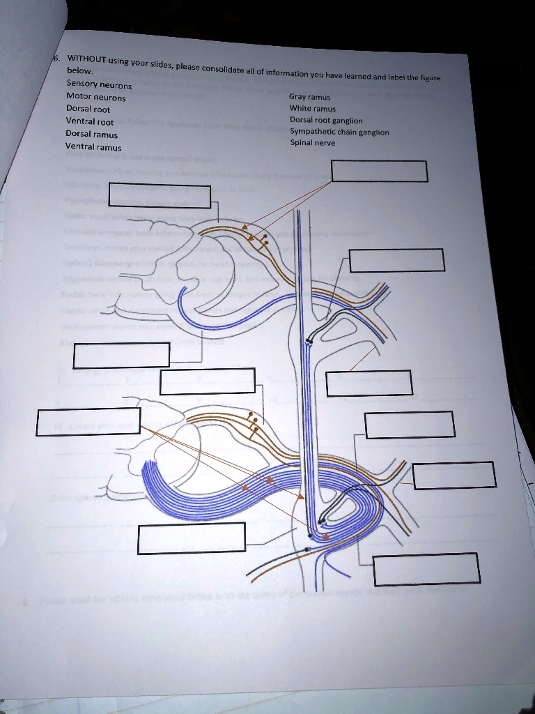 SOLVED: Sensory neurons Motor neurons Dorsal root Ventral root Dorsal ...
